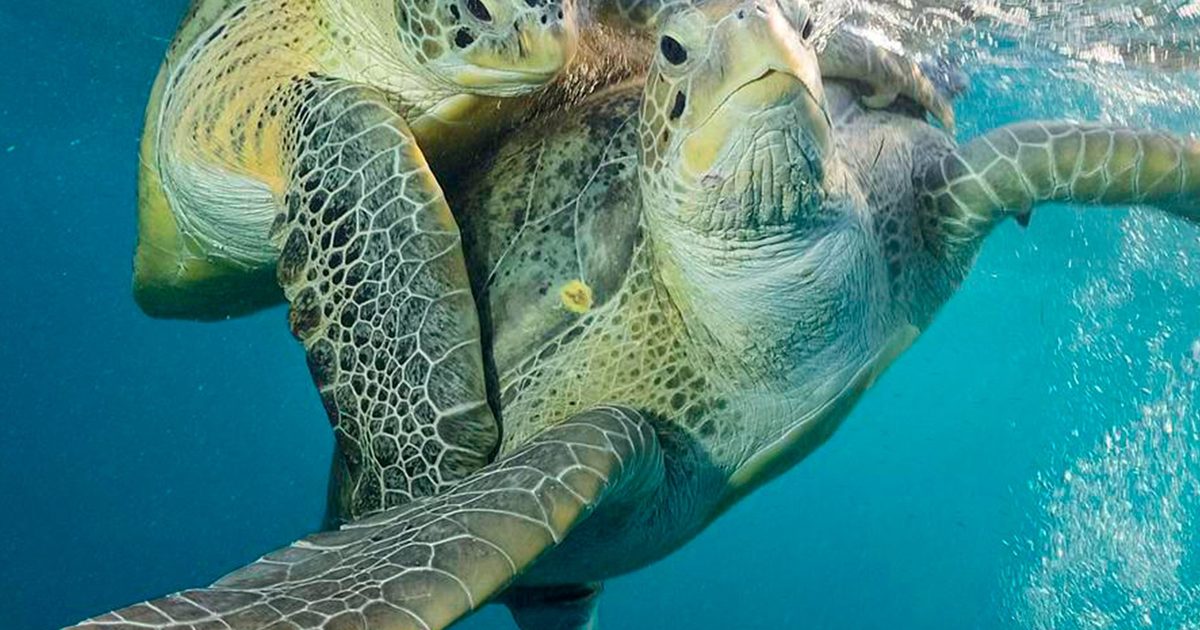 Sea of Hope: America's Underwater Treasures - 上映場次、電影簡介與演員介紹 | Enjoy Movie